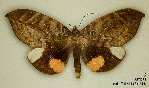 Papua Insects Foundation (Lepidoptera/Erebidae (Calpinae, Phyllodini ...